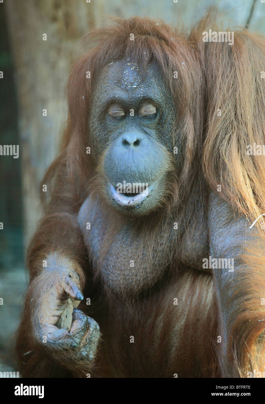 Orangutan, pongo pygmaeus Stock Photo - Alamy