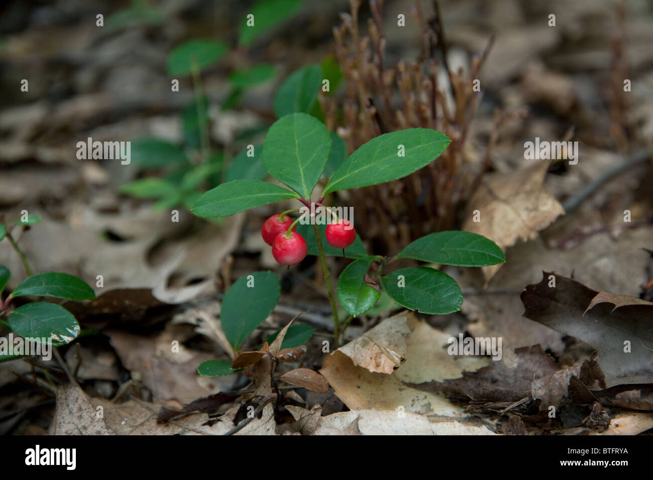 Wintergreen or Tea Berry with berry Gaultheria procumbens Eastern USA ...