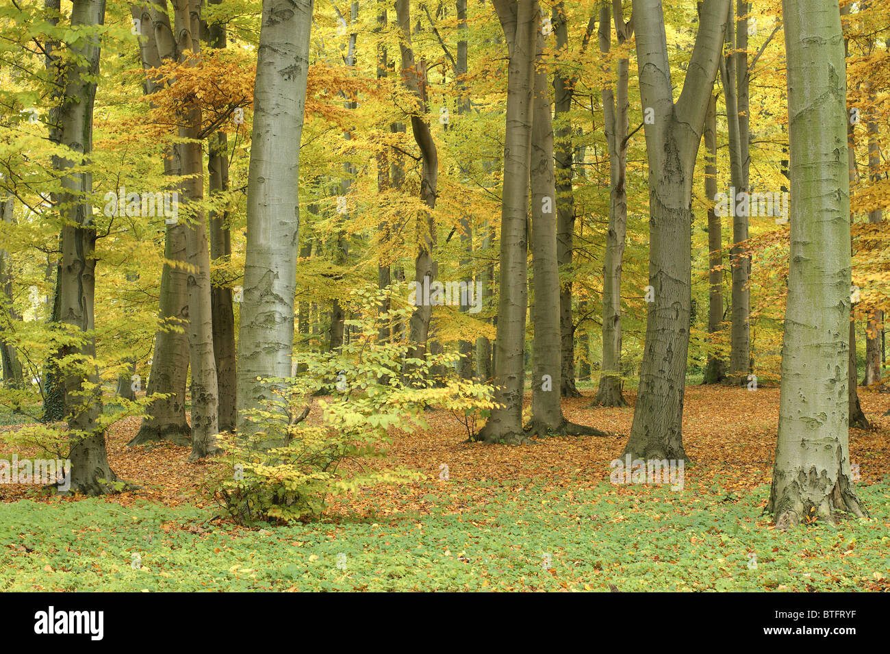 Beech trees turning yellow in autumn Fagus sylvatica Stock Photo - Alamy