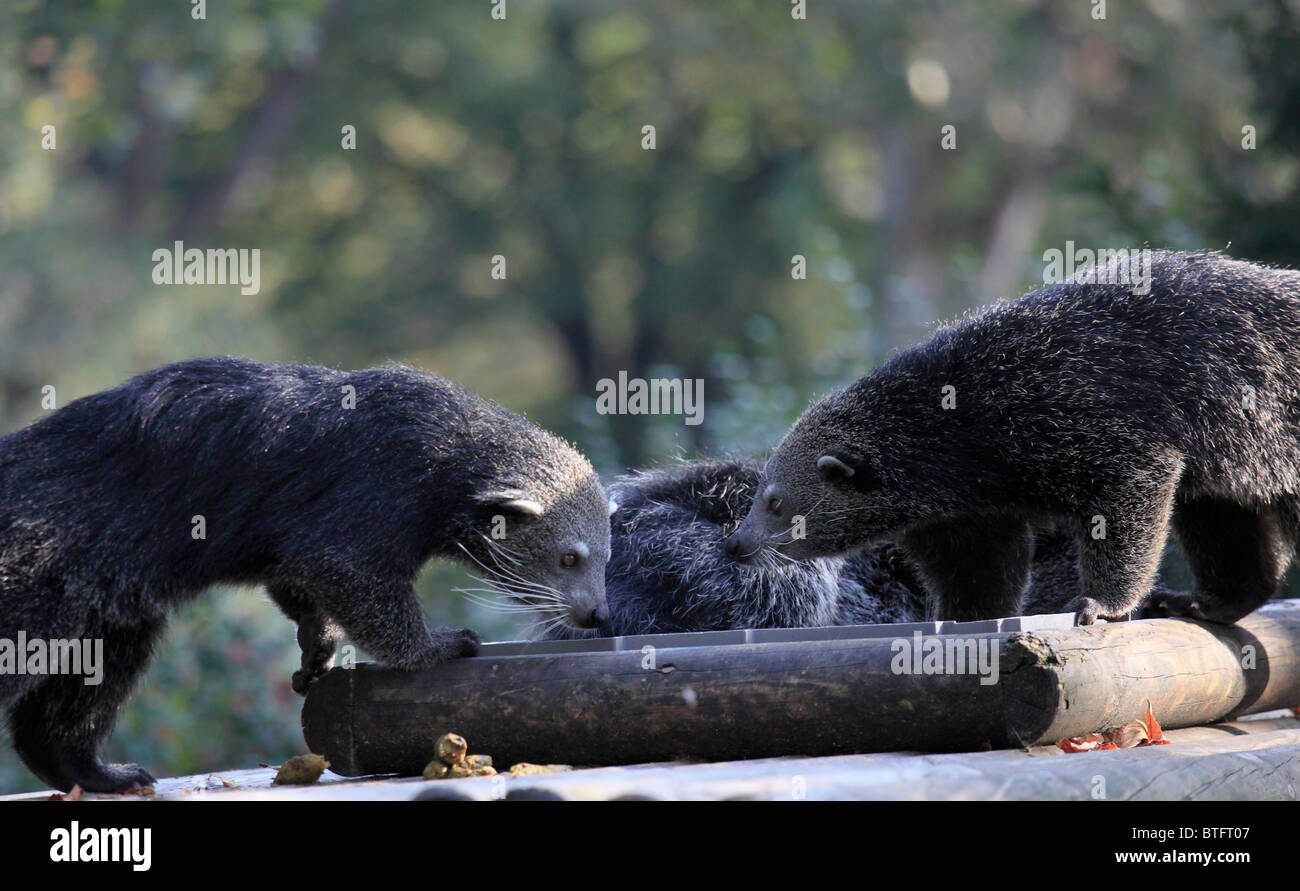 Binturong, artictis binturong, cubs Stock Photo - Alamy