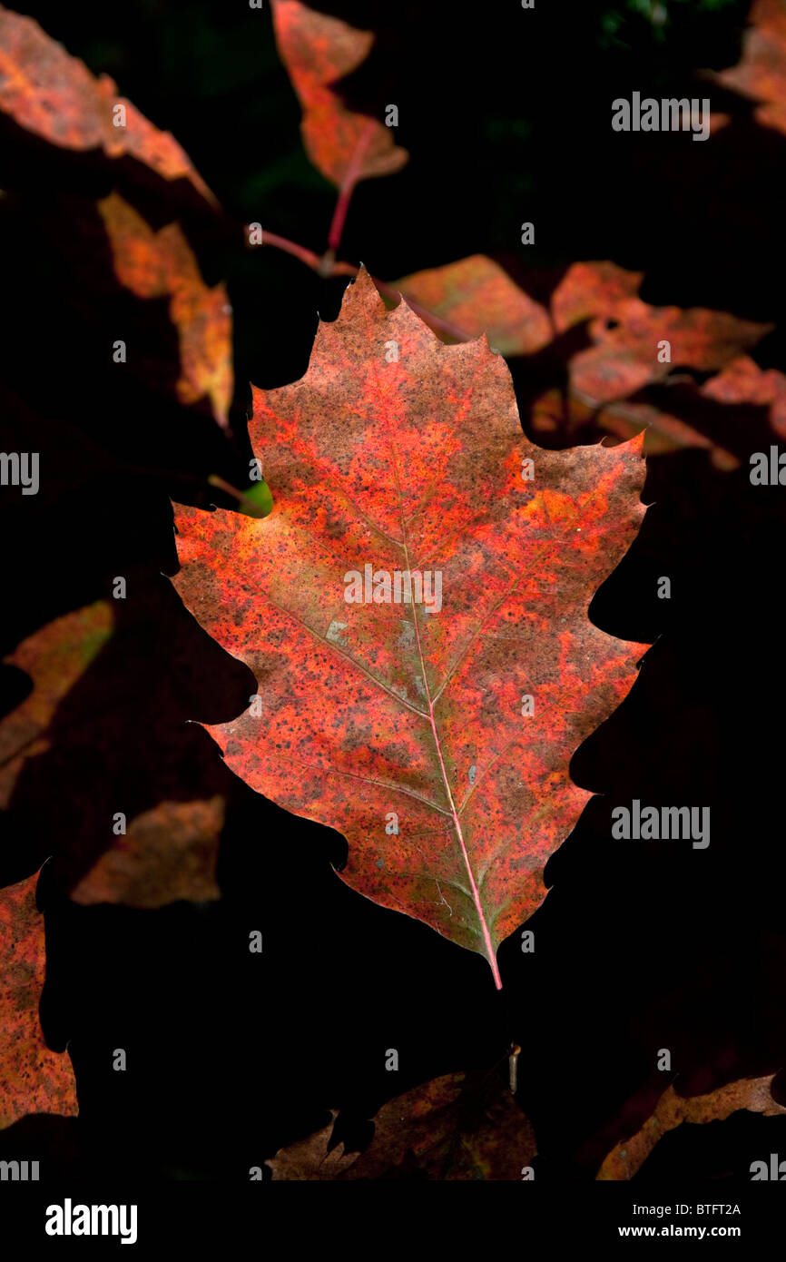 Northern red oak leaves hi-res stock photography and images - Alamy