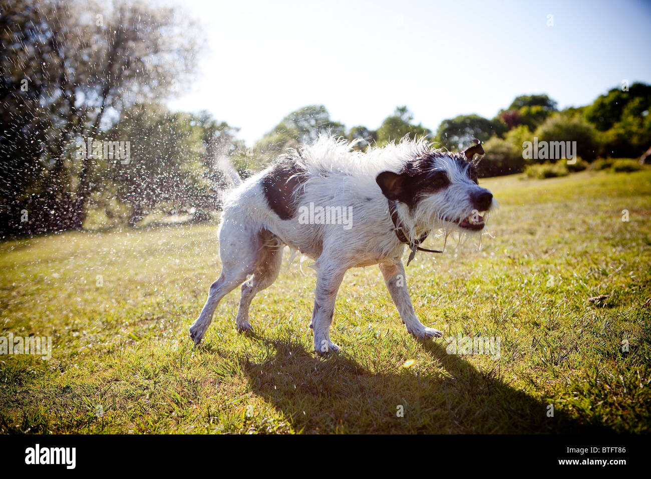 Jack Russell dog shakes water off Stock Photo - Alamy