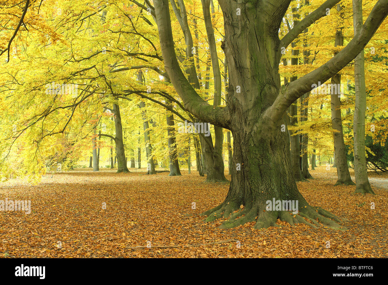 Beech trees turning yellow in autumn Fagus sylvatica Stock Photo - Alamy