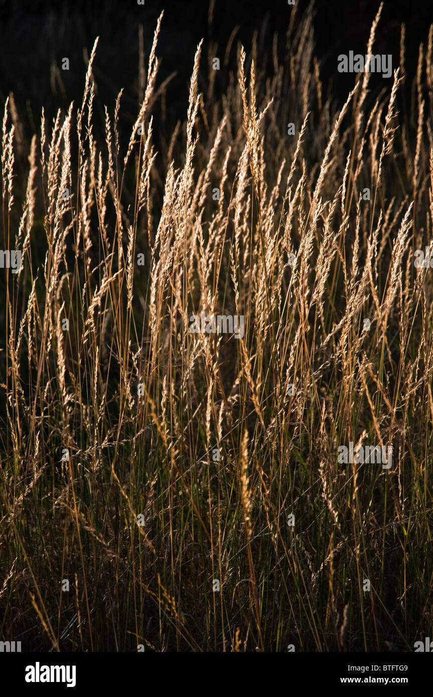 Brown bent grass hi-res stock photography and images - Alamy
