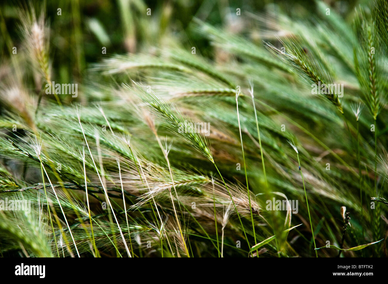 Brown bent grass hi-res stock photography and images - Alamy