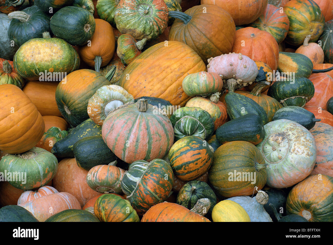 Multicolor multishaped pumpkins at fall harvest abundance Stock Photo ...