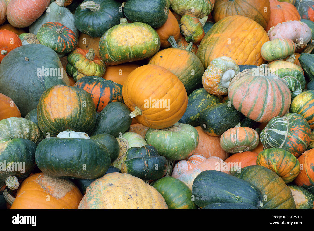 Multicolor multishaped pumpkins at fall harvest abundance Stock Photo ...