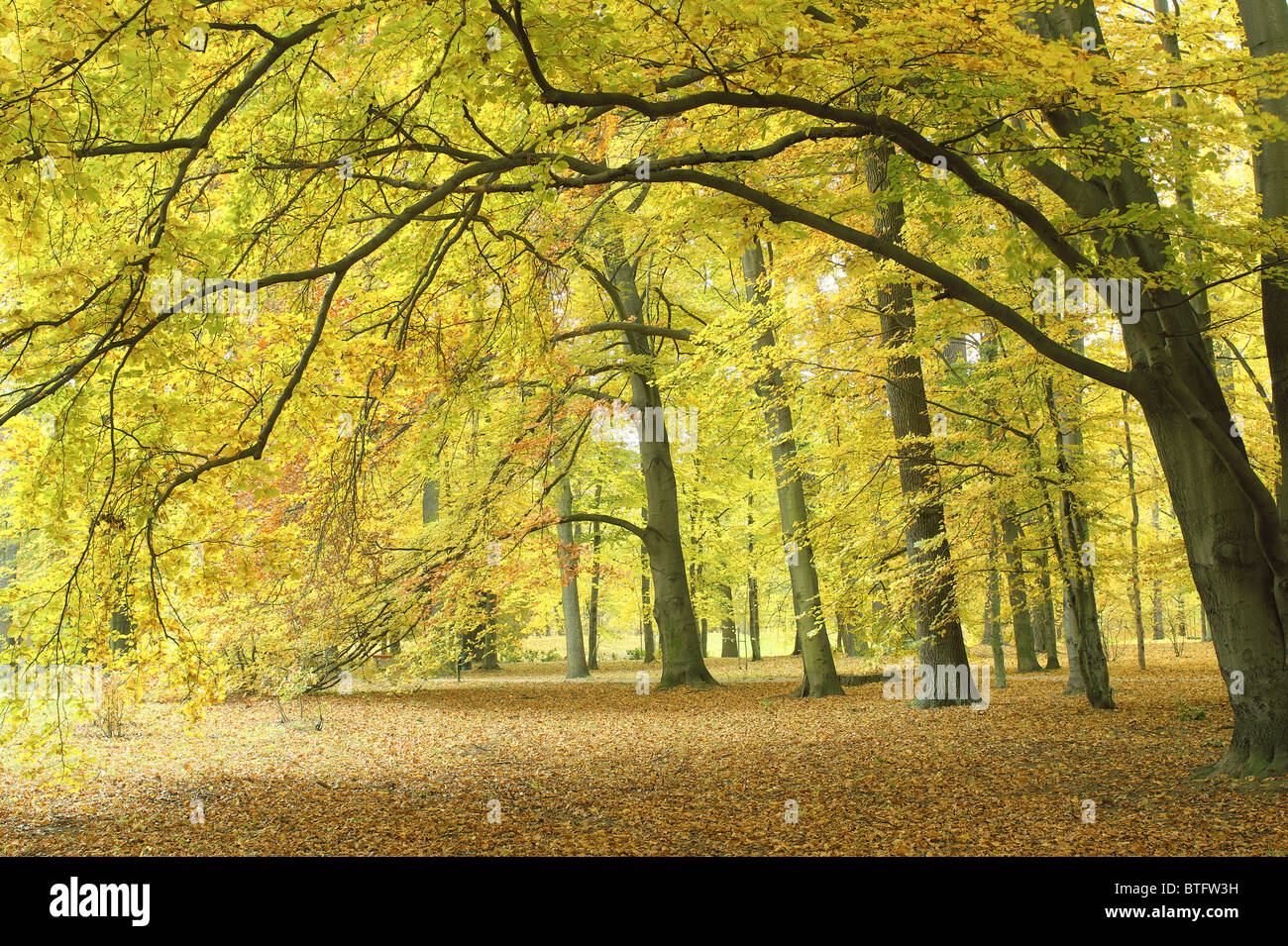 Beech trees turning yellow in autumn Fagus sylvatica Stock Photo - Alamy