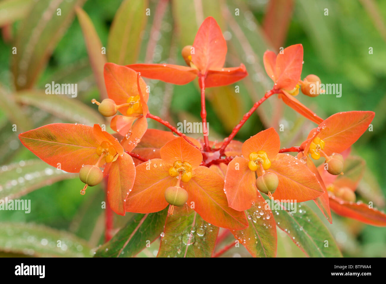 Spurge. Euphorbia Griffithii - Fireglow Stock Photo - Alamy