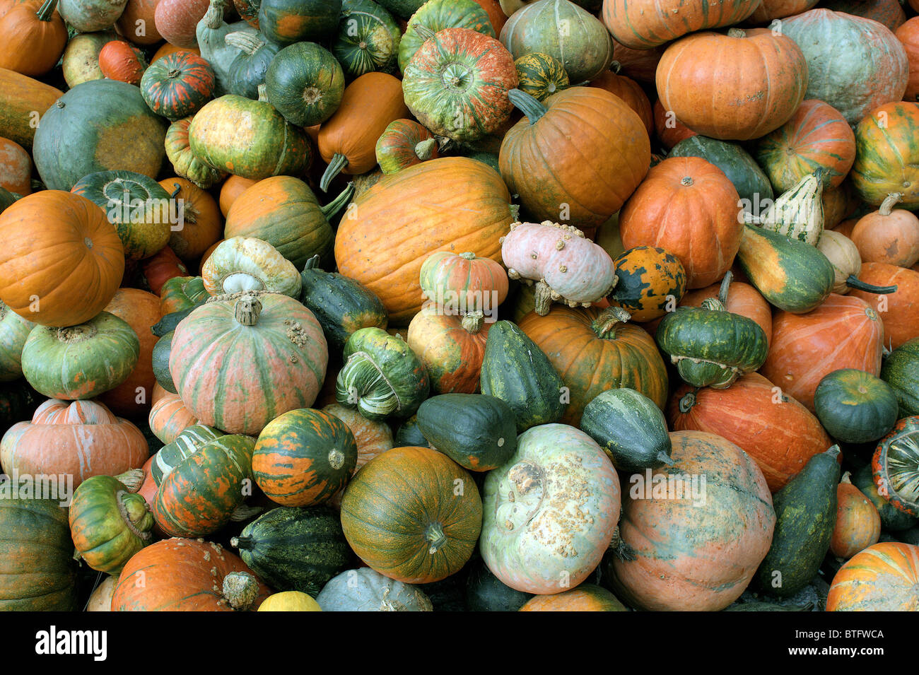 Colorful multishaped pumpkins at fall harvest abundance Stock Photo - Alamy