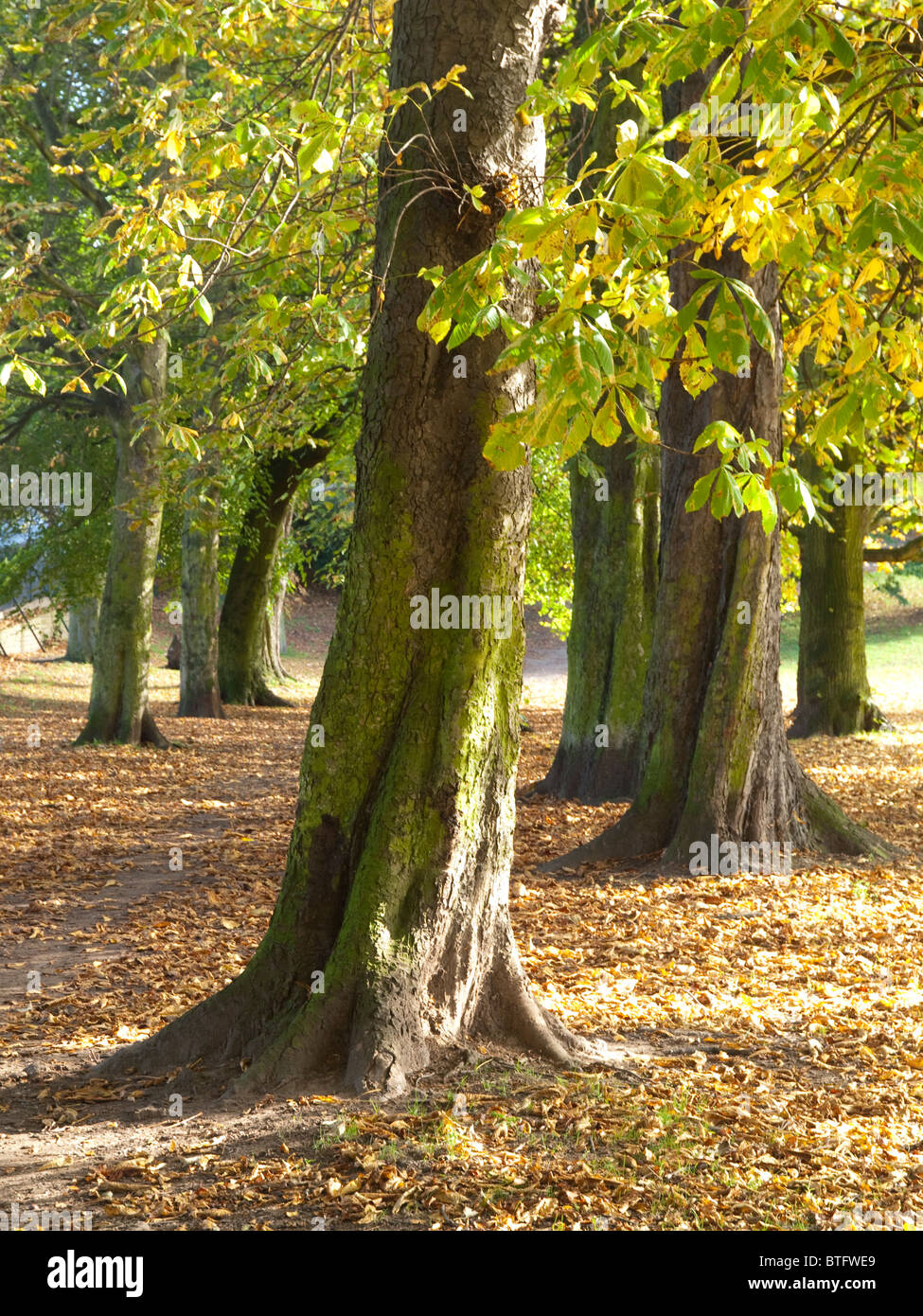 Woodthorpe grange hi-res stock photography and images - Alamy