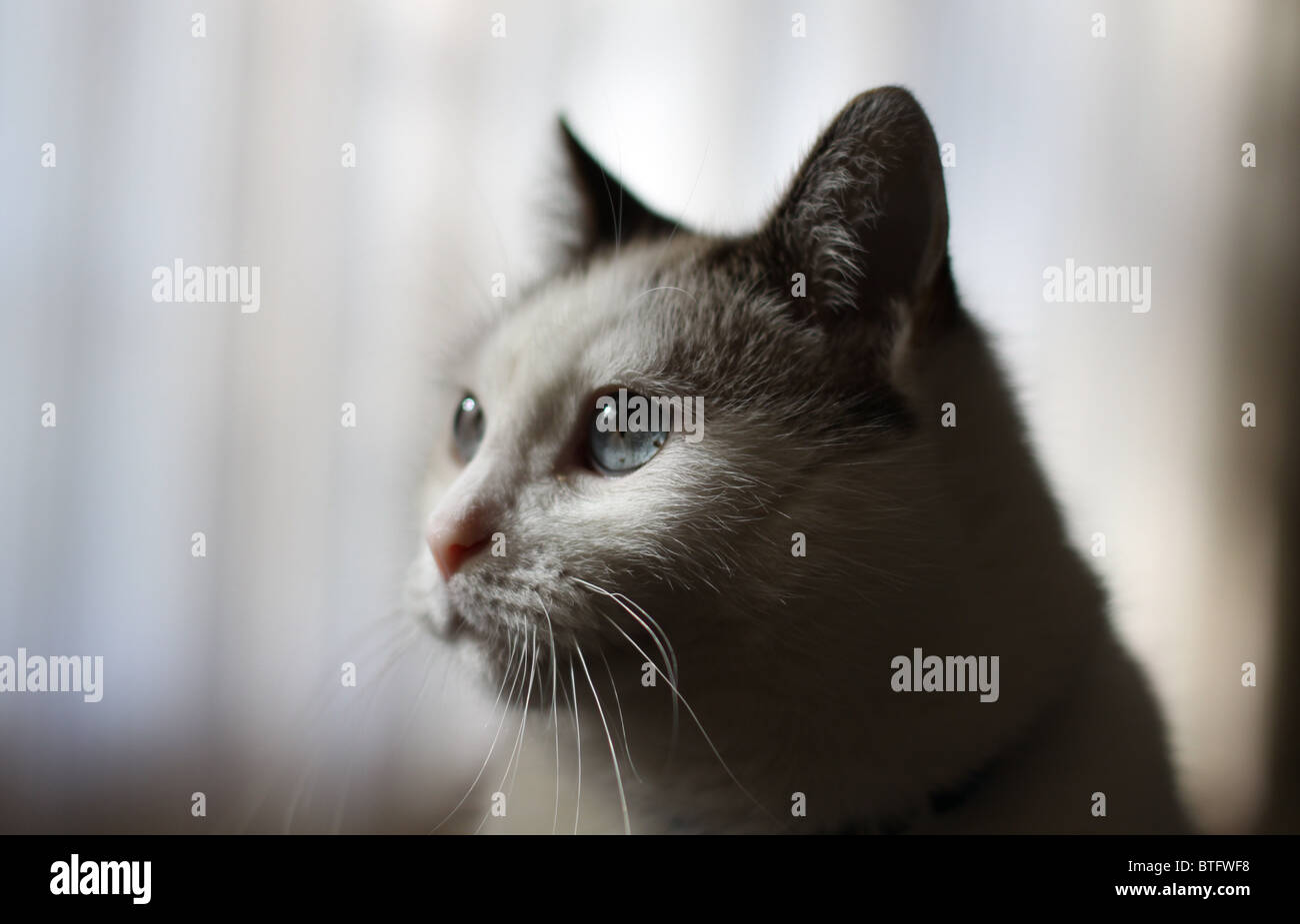 A close up of a beautiful cat's face Stock Photo - Alamy