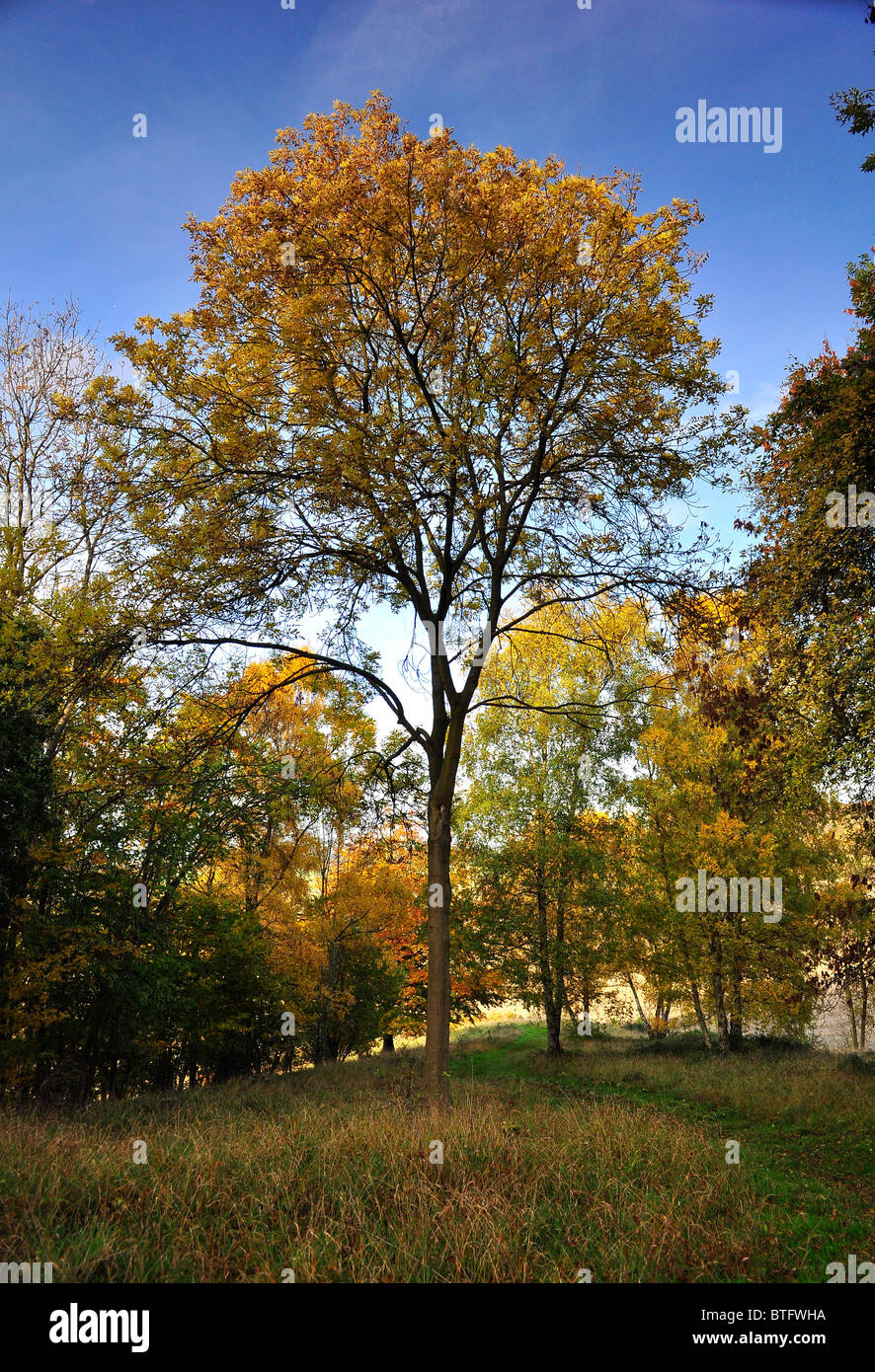 British Autumn Landscape in Sundon Country Park near Luton ...