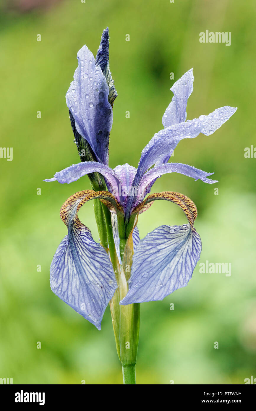 Blue iris uk hi-res stock photography and images - Alamy