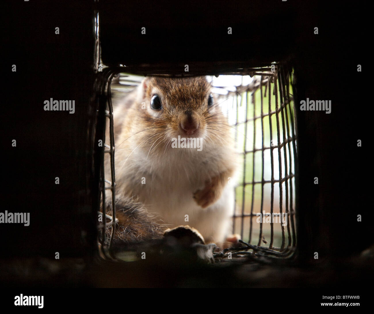A cute chipmunk at the White Post Farm Centre, Nottinghamshire England ...