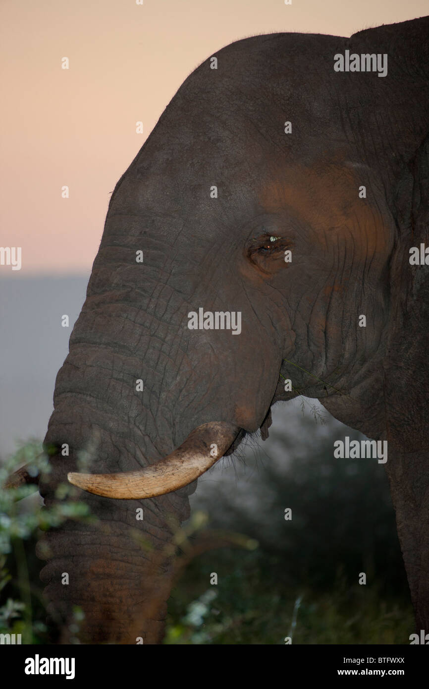 Elephant Matriarch Stock Photos & Elephant Matriarch Stock Images - Alamy