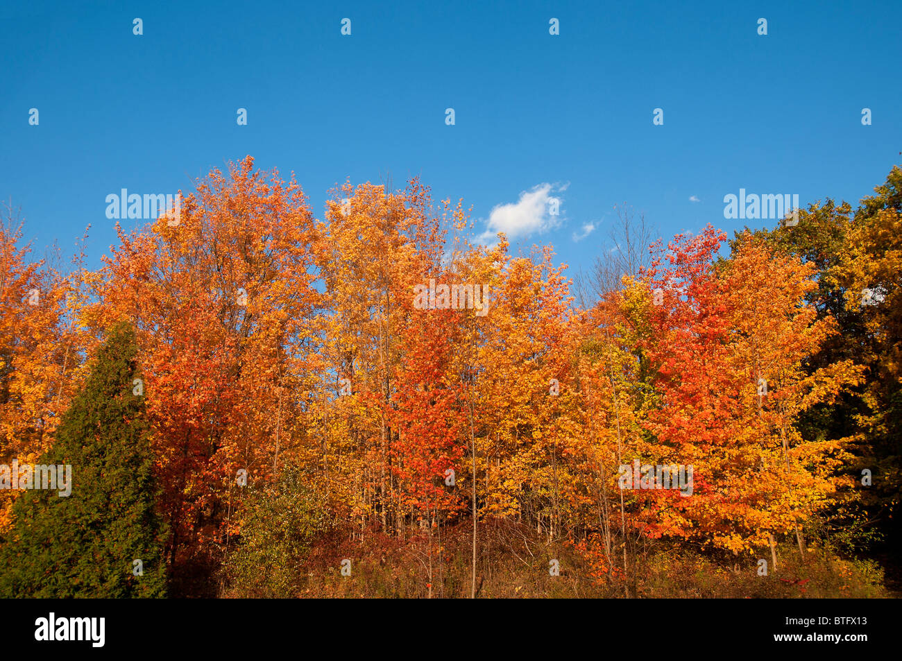 Blazing colors of fall hi-res stock photography and images - Alamy
