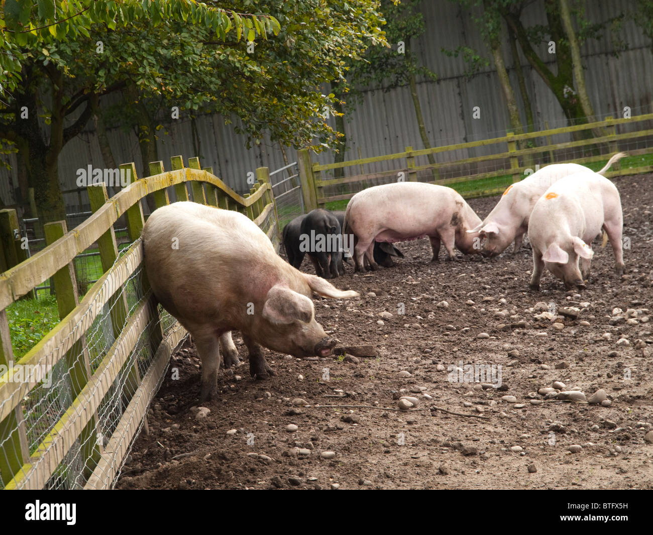 Pigs eating mud hi-res stock photography and images - Alamy