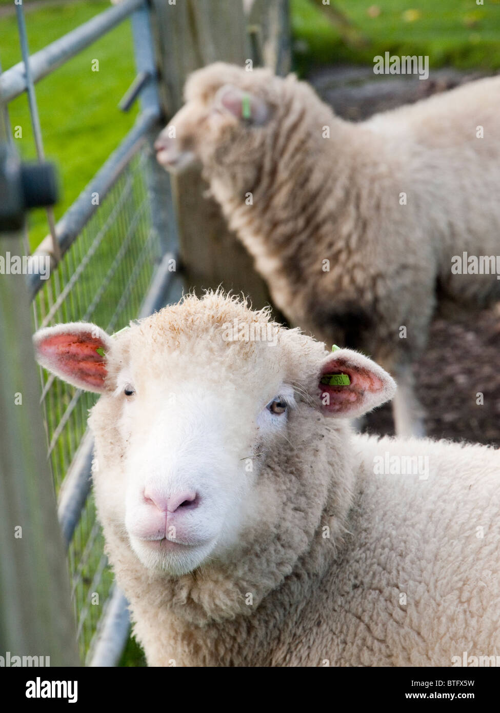 Sheep at the White Post Farm Centre, Nottinghamshire England UK Stock ...