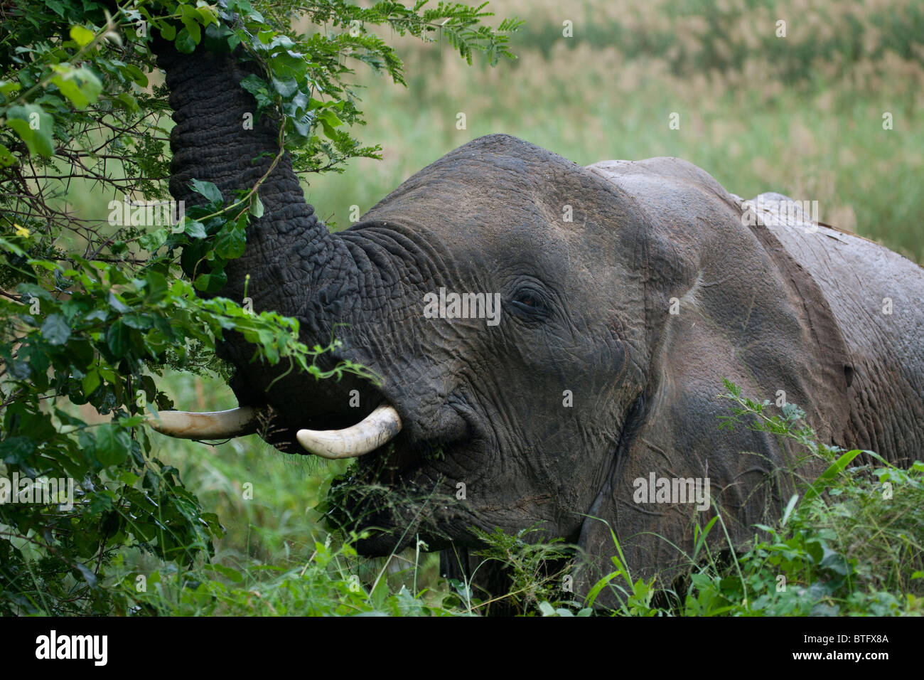 African elephant eating hi-res stock photography and images - Alamy