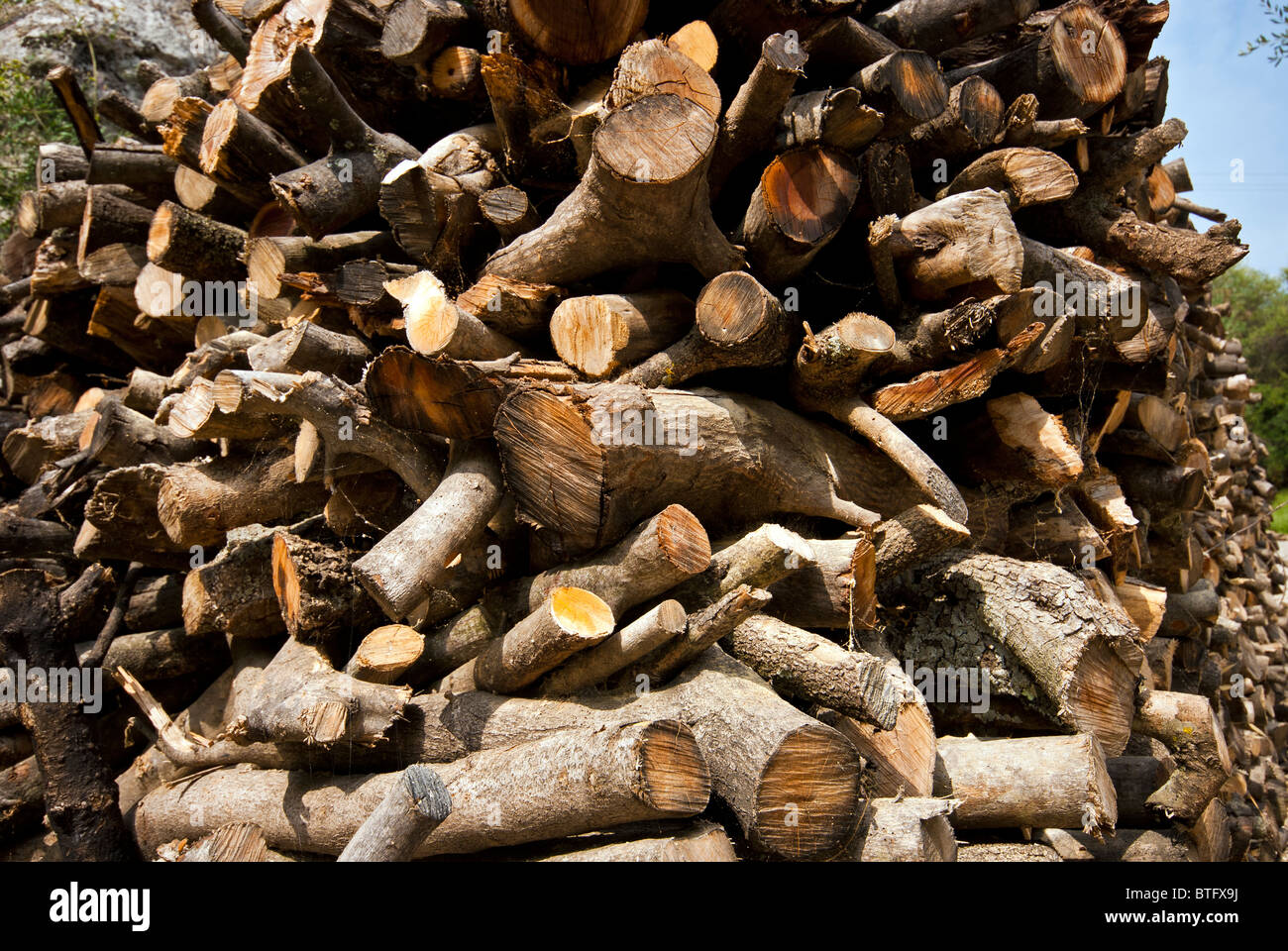 Pile of cut branches Stock Photo - Alamy