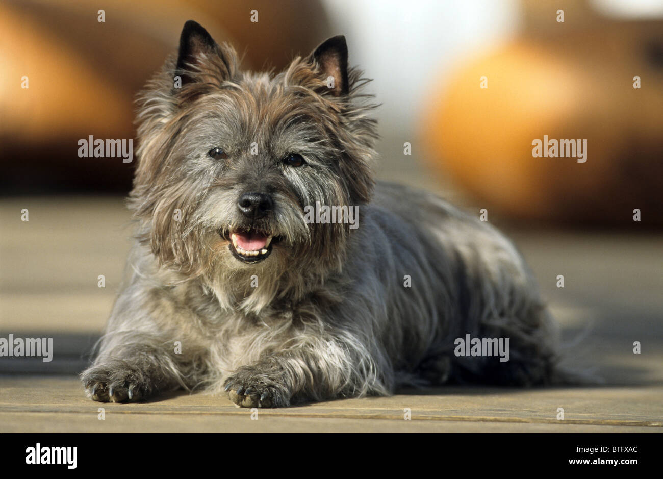Cairn Terrier Beagle Mix