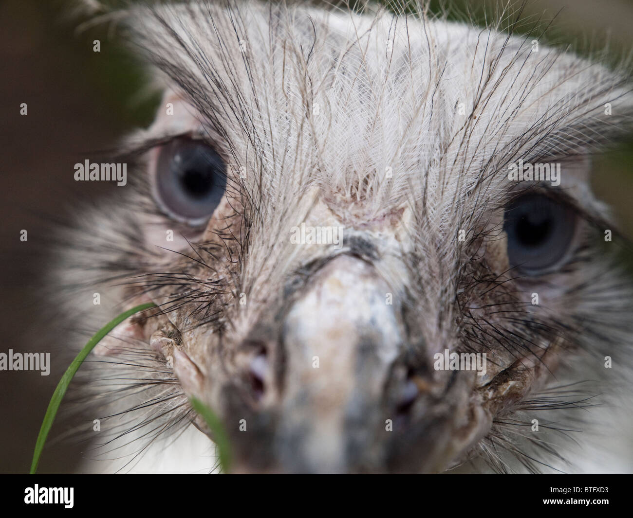 Rhea farming hi-res stock photography and images - Alamy