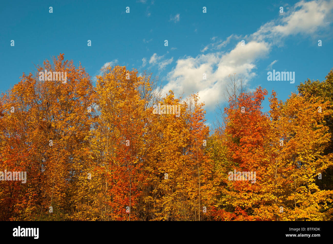 Yellow brilliant colors hi-res stock photography and images - Alamy