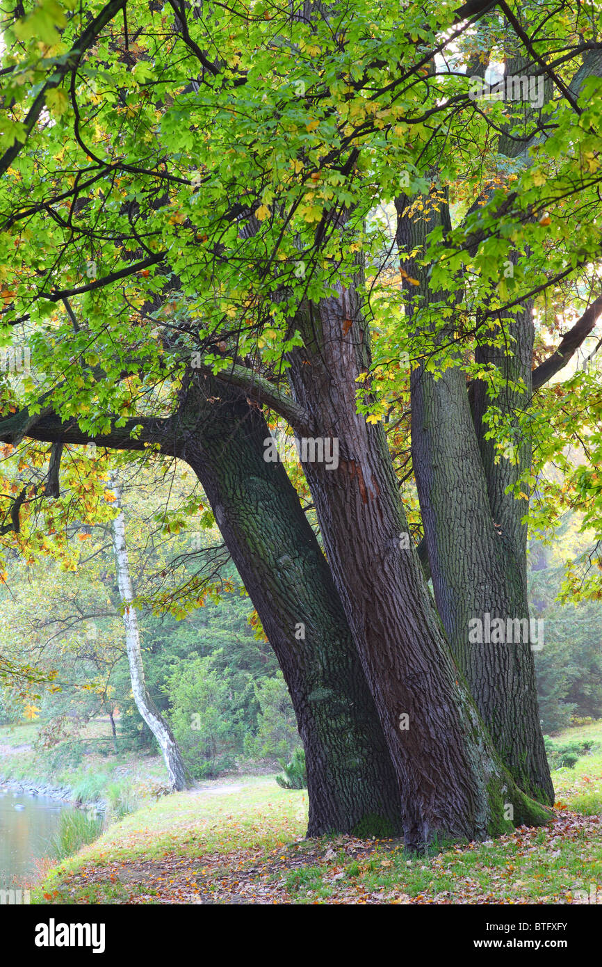 Old oak tree trunk Quercus robur Stock Photo - Alamy