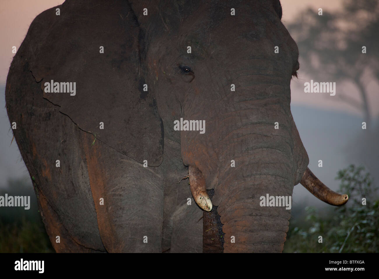 Matriarch elephant hi-res stock photography and images - Alamy