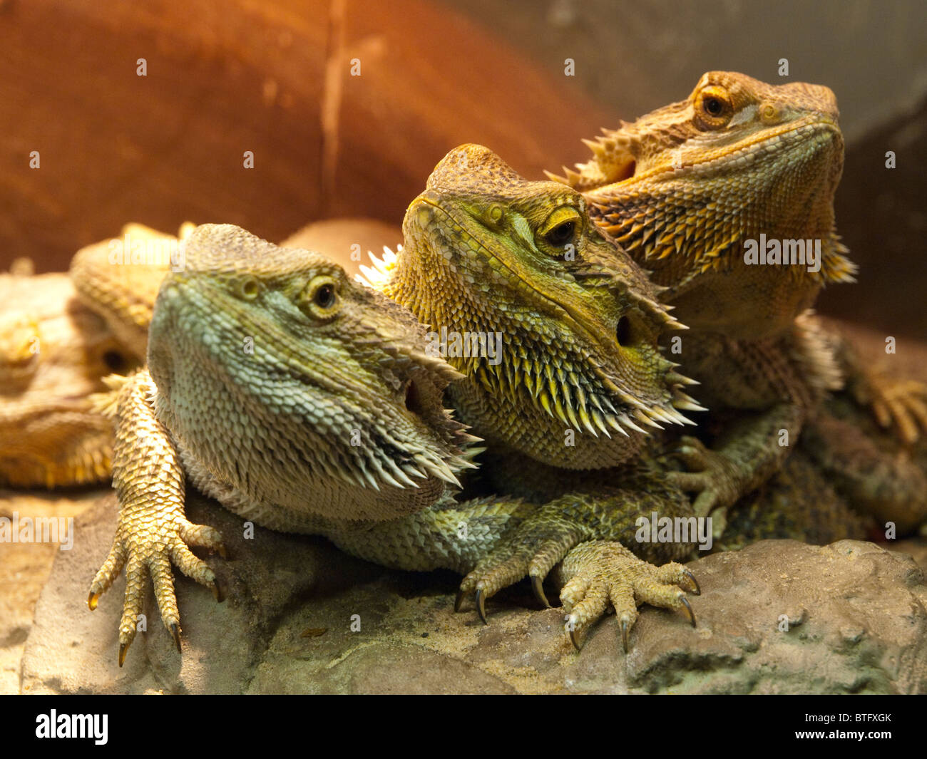 Bearded Dragons at White Post Farm Centre, Nottinghamshire England UK ...
