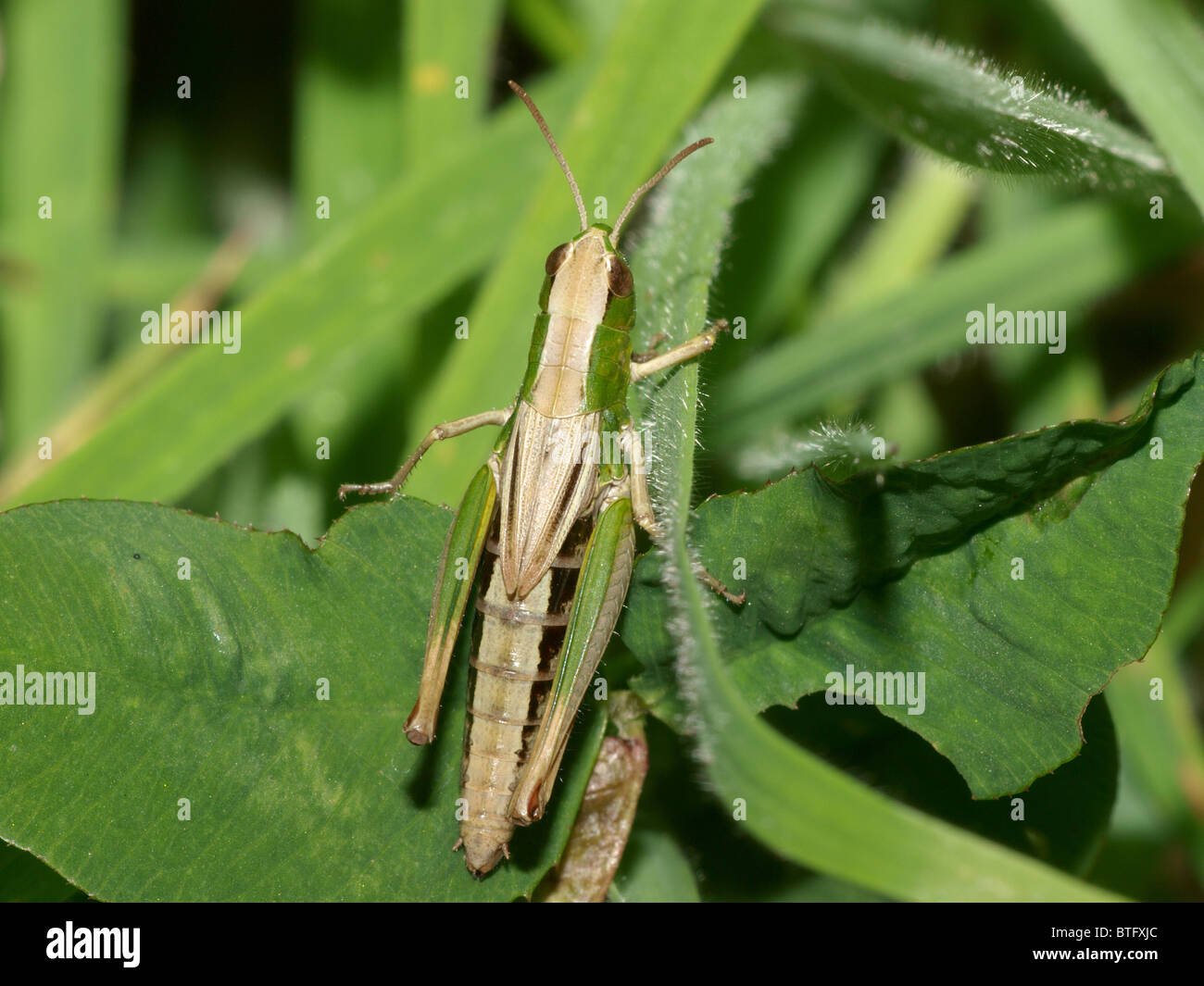 Meadow Grasshopper, Cornwall England, UK Stock Photo - Alamy