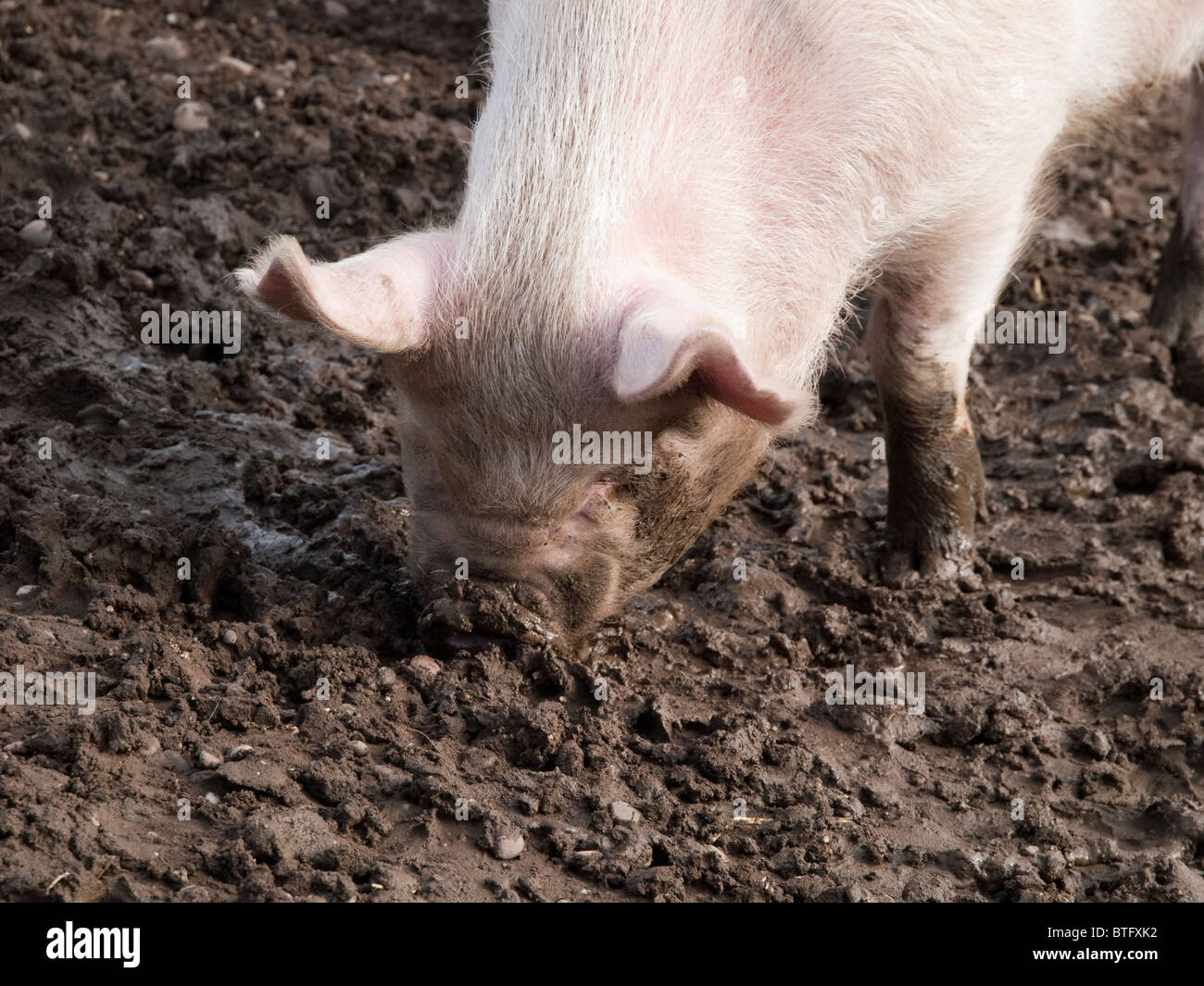 A pig eating at the White Post Farm Centre, Nottinghamshire England UK ...