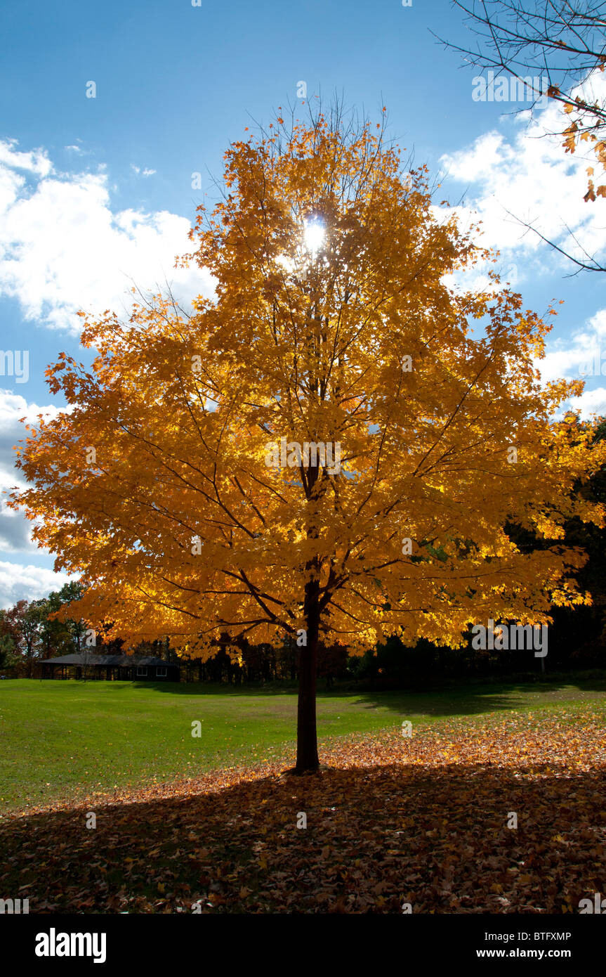 Maple tree in autumn Stock Photo - Alamy