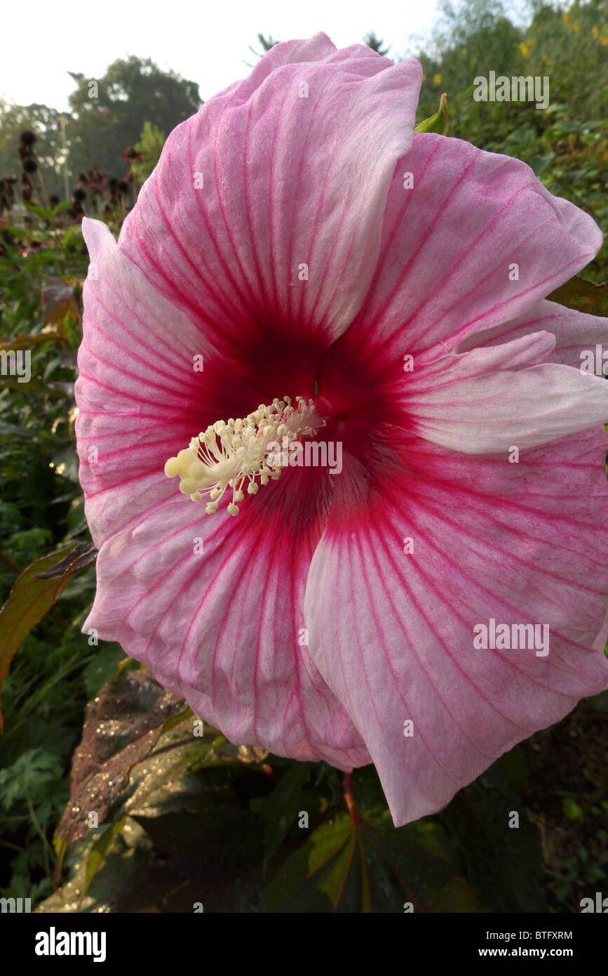 The large flowerhead of a Hibiscus moscheutos (hardy hibiscus Stock ...
