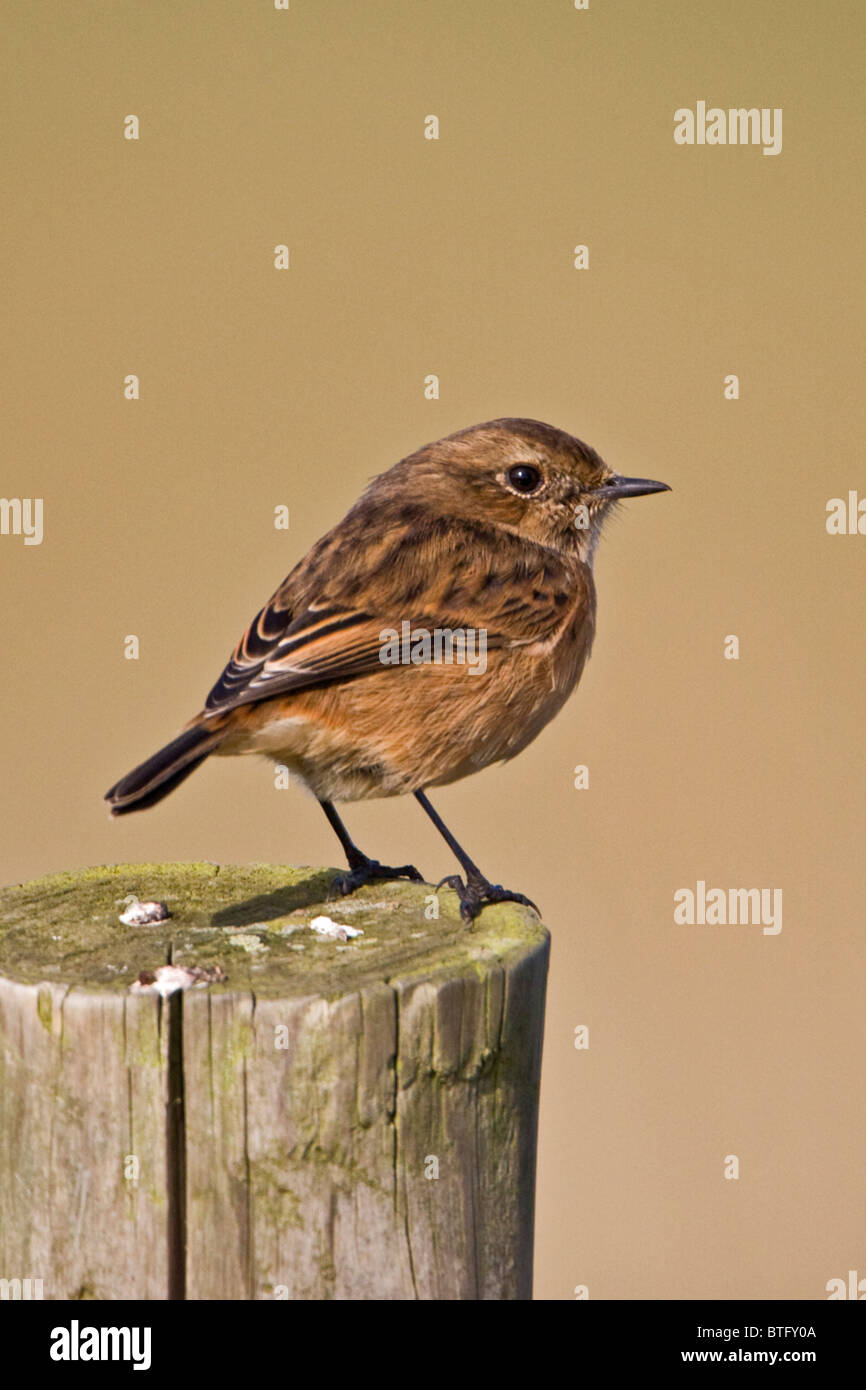 Stonechat female hi-res stock photography and images - Alamy