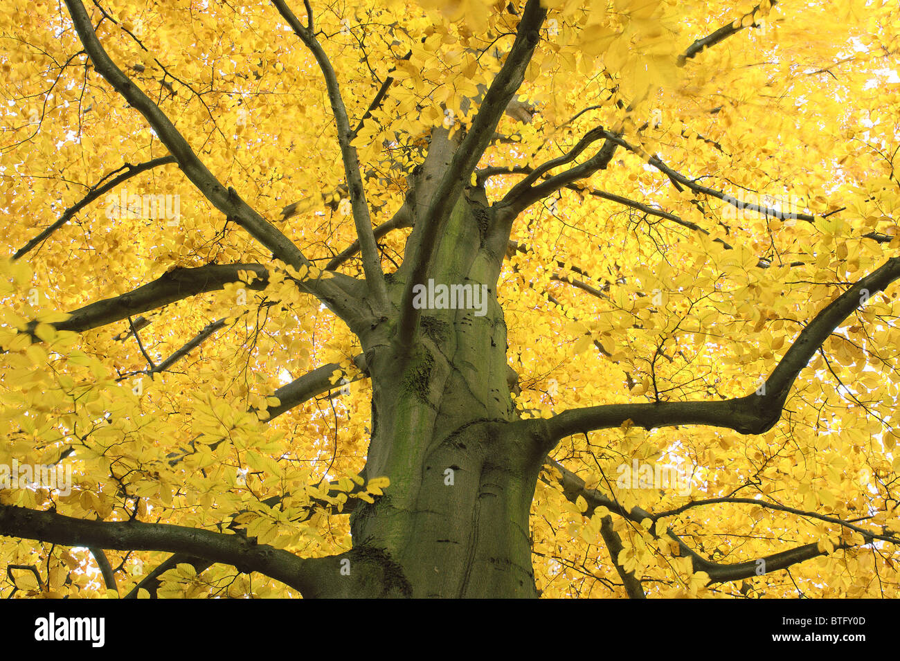 Old beech tree with yellow autumn leaves Fagus sylvatica Stock Photo ...