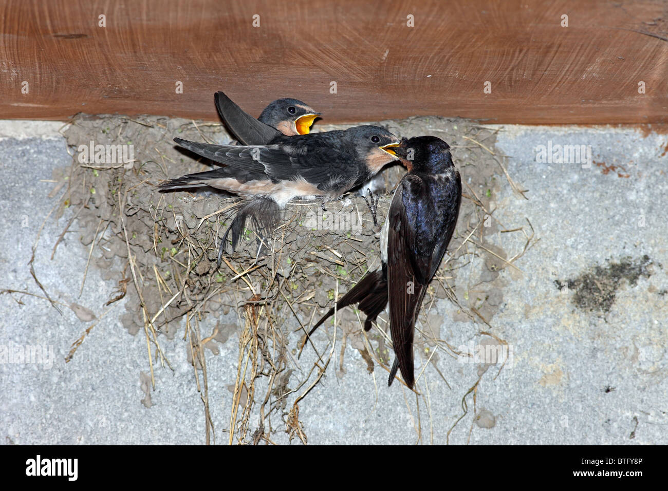 Adult Swallow Hirundo rustica Feeding its Young at the Nest United ...