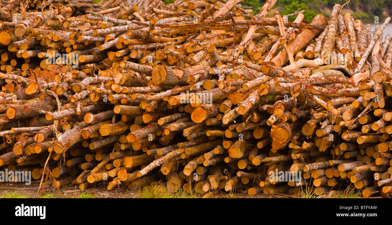 COOS BAY, OREGON, USA - Logs stacked at Weyerhaeuser lumber mill Stock ...