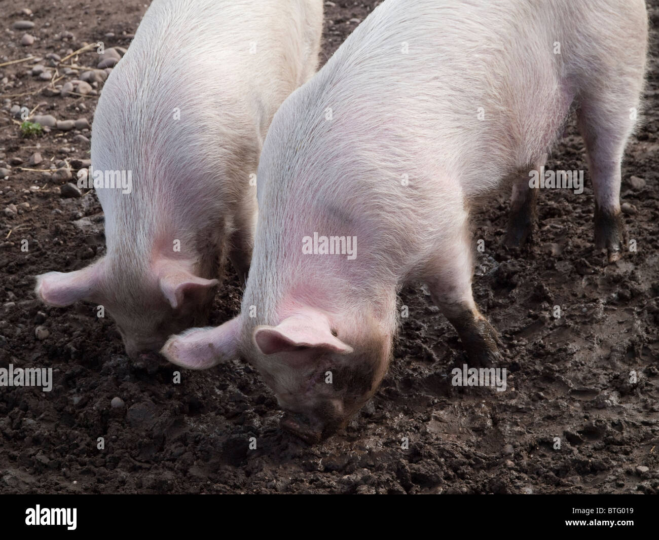 Pigs Eating Mud High Resolution Stock Photography and Images - Alamy