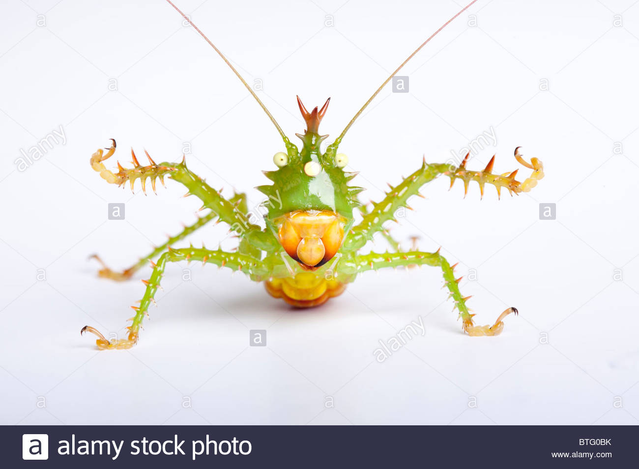 Spiny Insect High Resolution Stock Photography and Images - Alamy