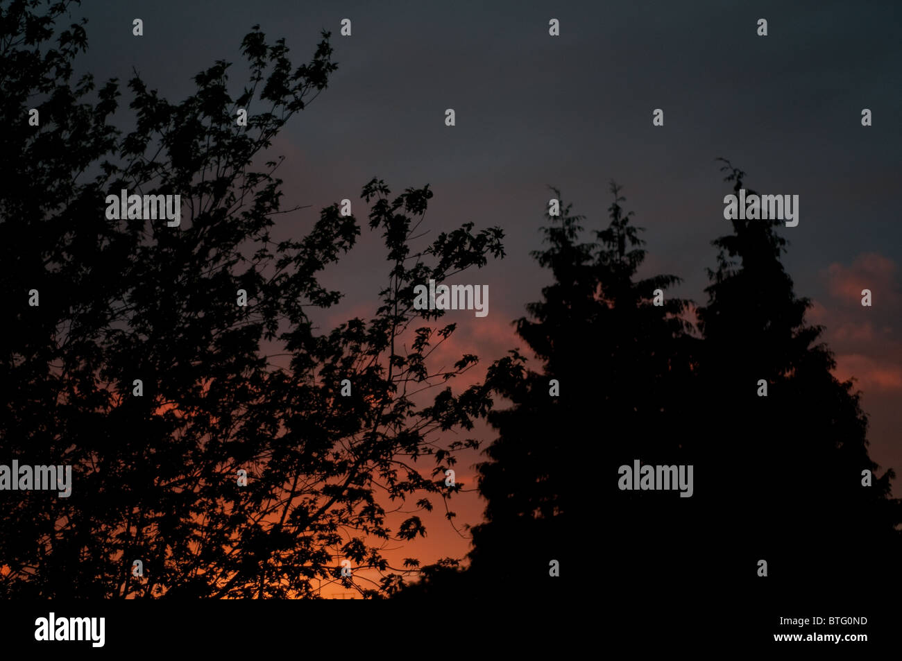 Trees silhouetted against a sunset Stock Photo - Alamy