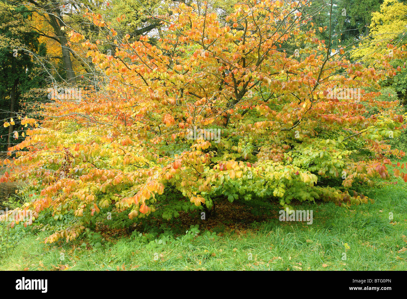 Beech tree saplings turning red and yellow in autumn Fagus sylvatica ...