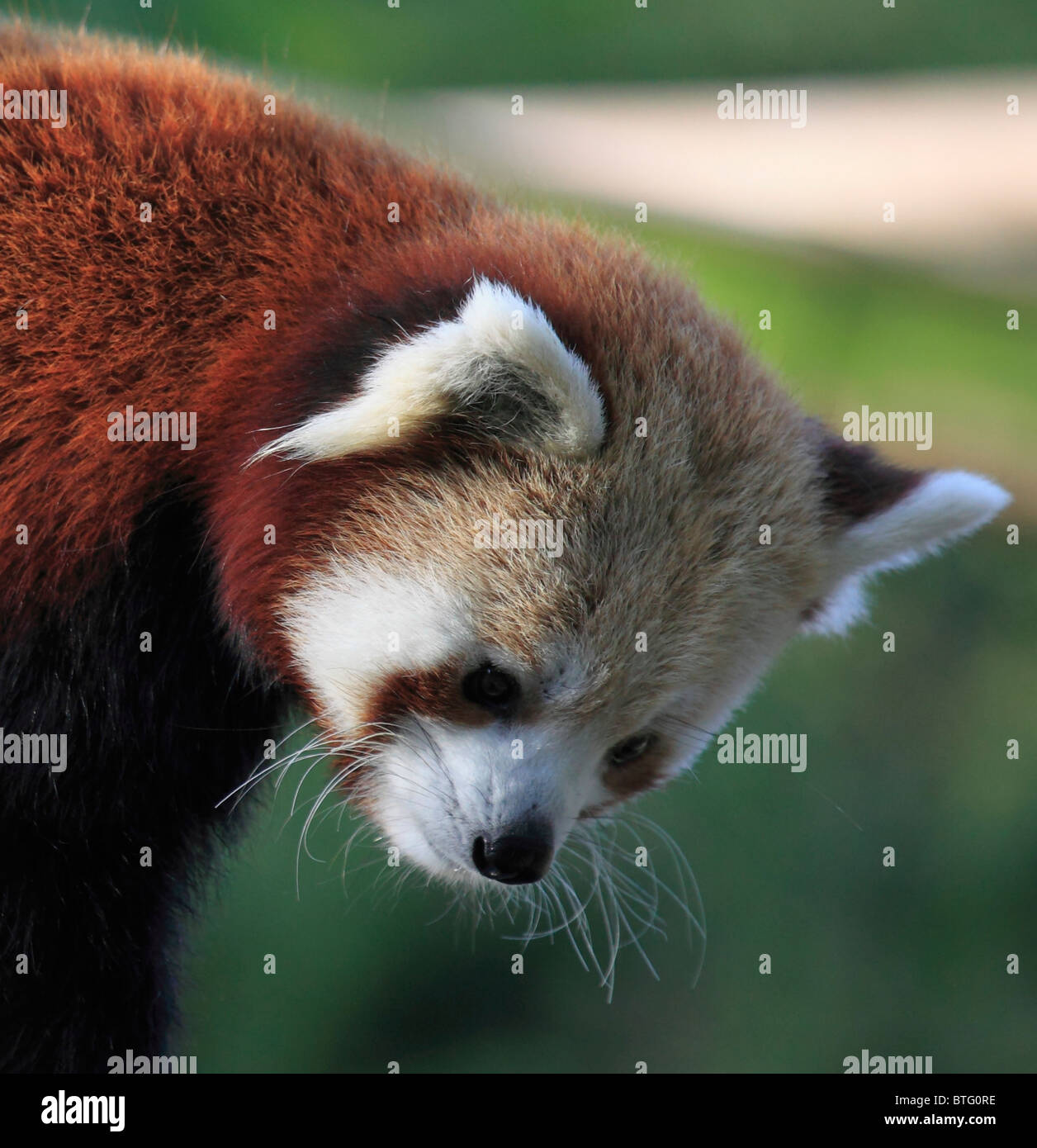 Red panda, ailurus fulgens Stock Photo - Alamy
