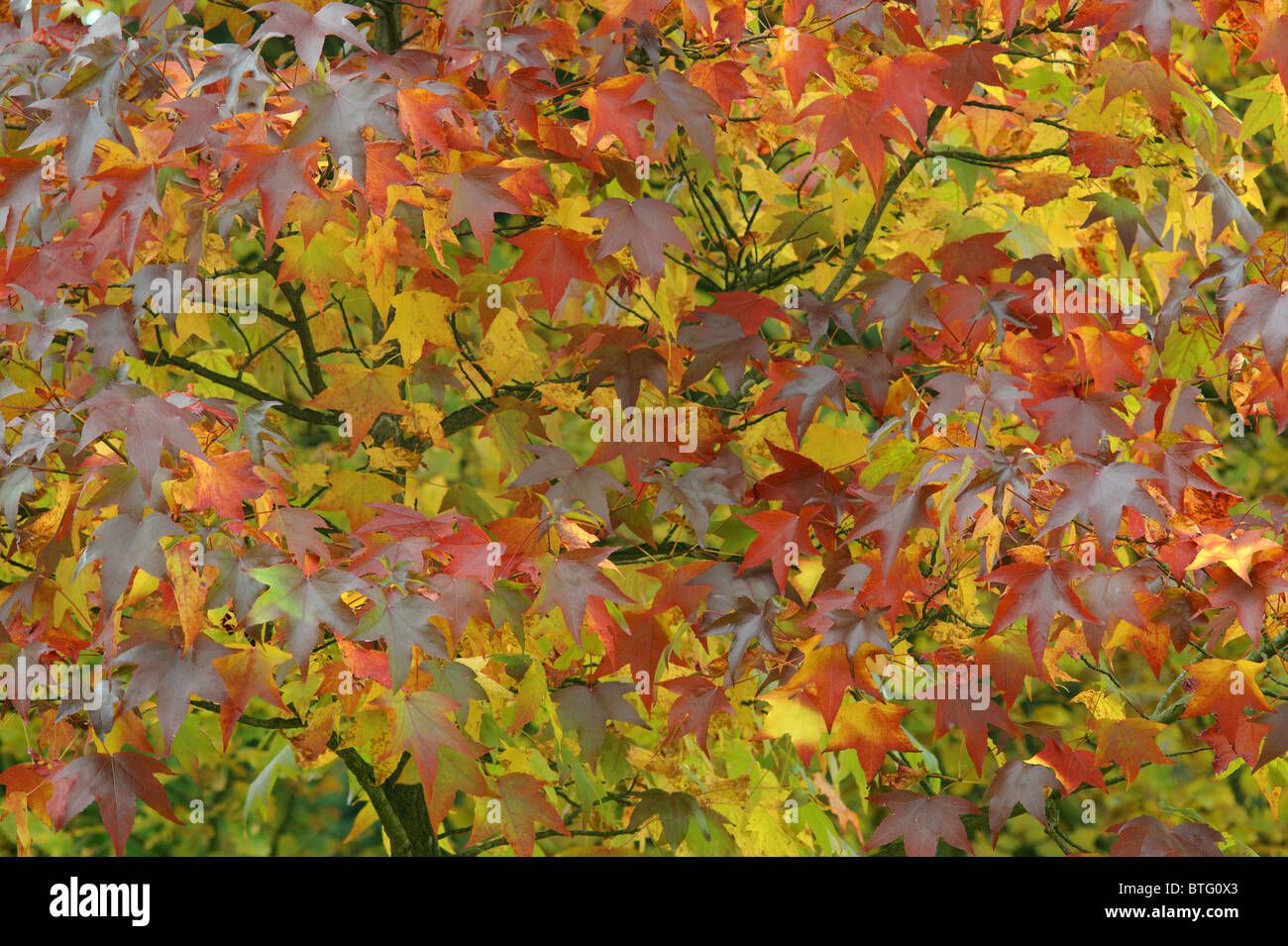 Multicolor sweet gum tree leaves at fall in autumn Liquidambar ...