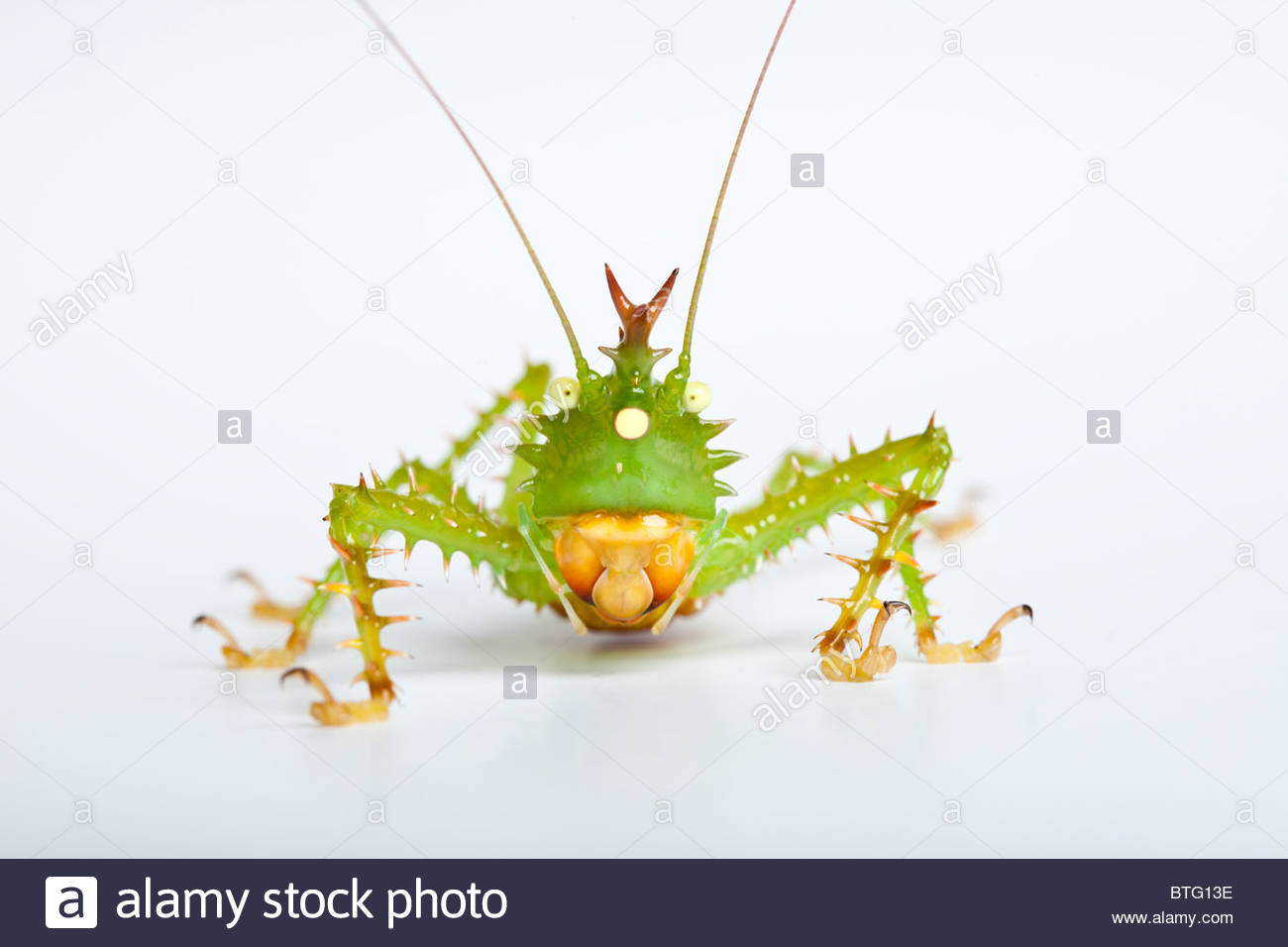 Spiny Insect High Resolution Stock Photography and Images - Alamy