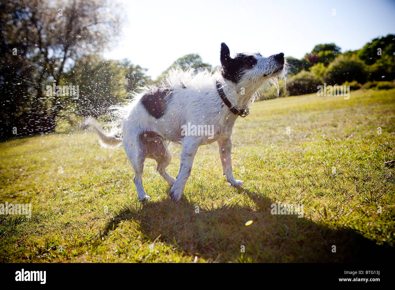 Jack russell summer hi-res stock photography and images - Alamy