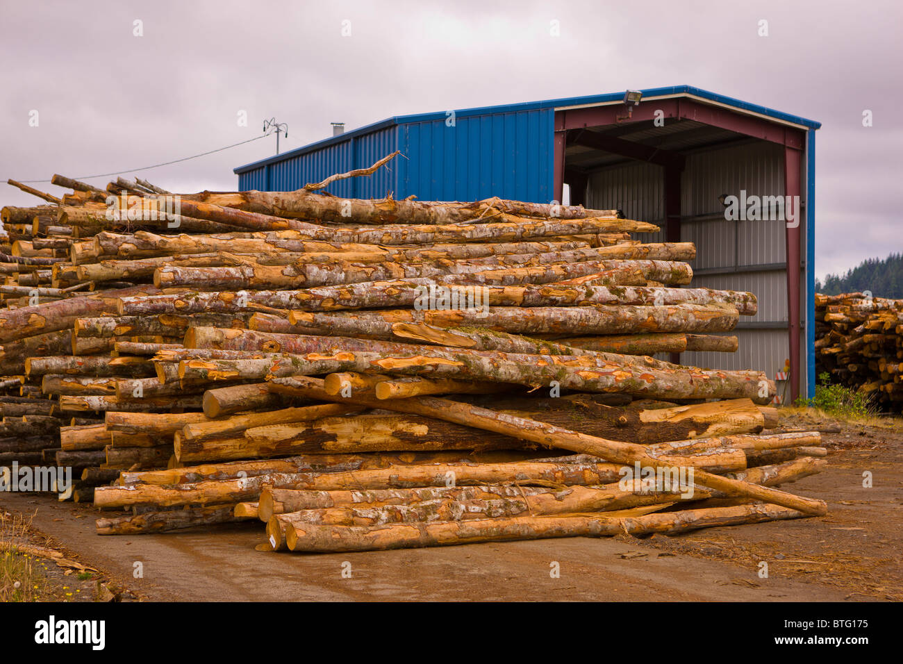 COOS BAY, OREGON, USA - Logs stacked at Weyerhaeuser lumber mill Stock ...