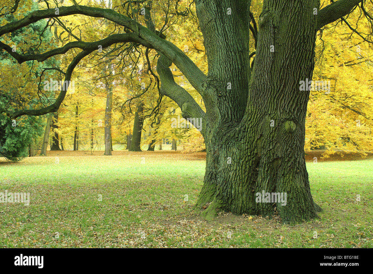 Old oak tree trunk Quercus robur Stock Photo - Alamy