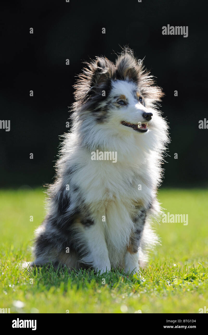 Adult sheltie hi-res stock photography and images - Alamy
